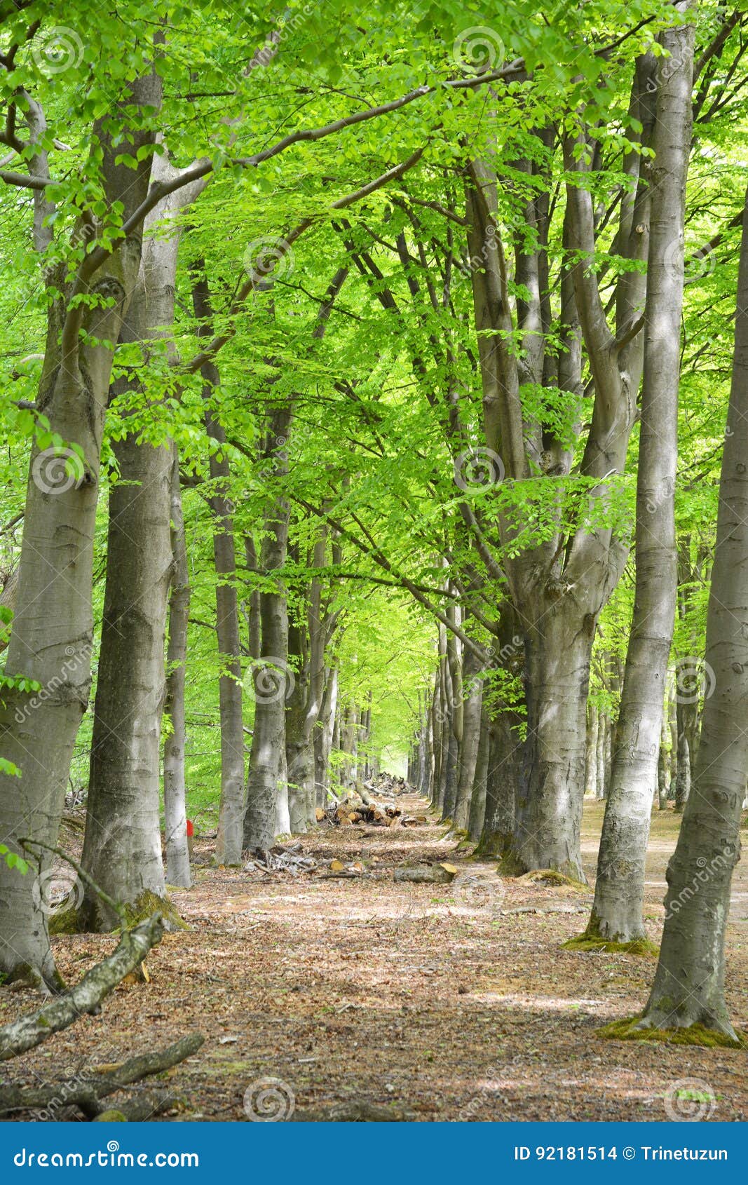 Forrest Trees in the Woods with Walking Foot Path Stock Photo - Image ...