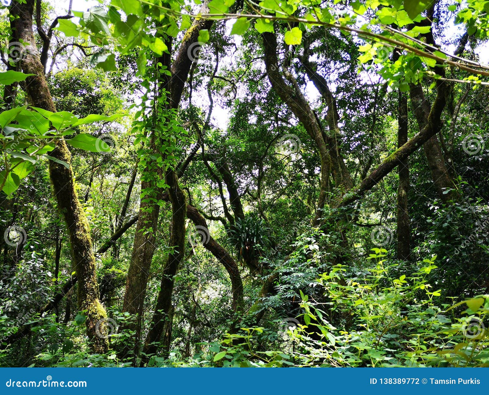 Forrest view stock photo. Image of view, green, beautiful - 138389772