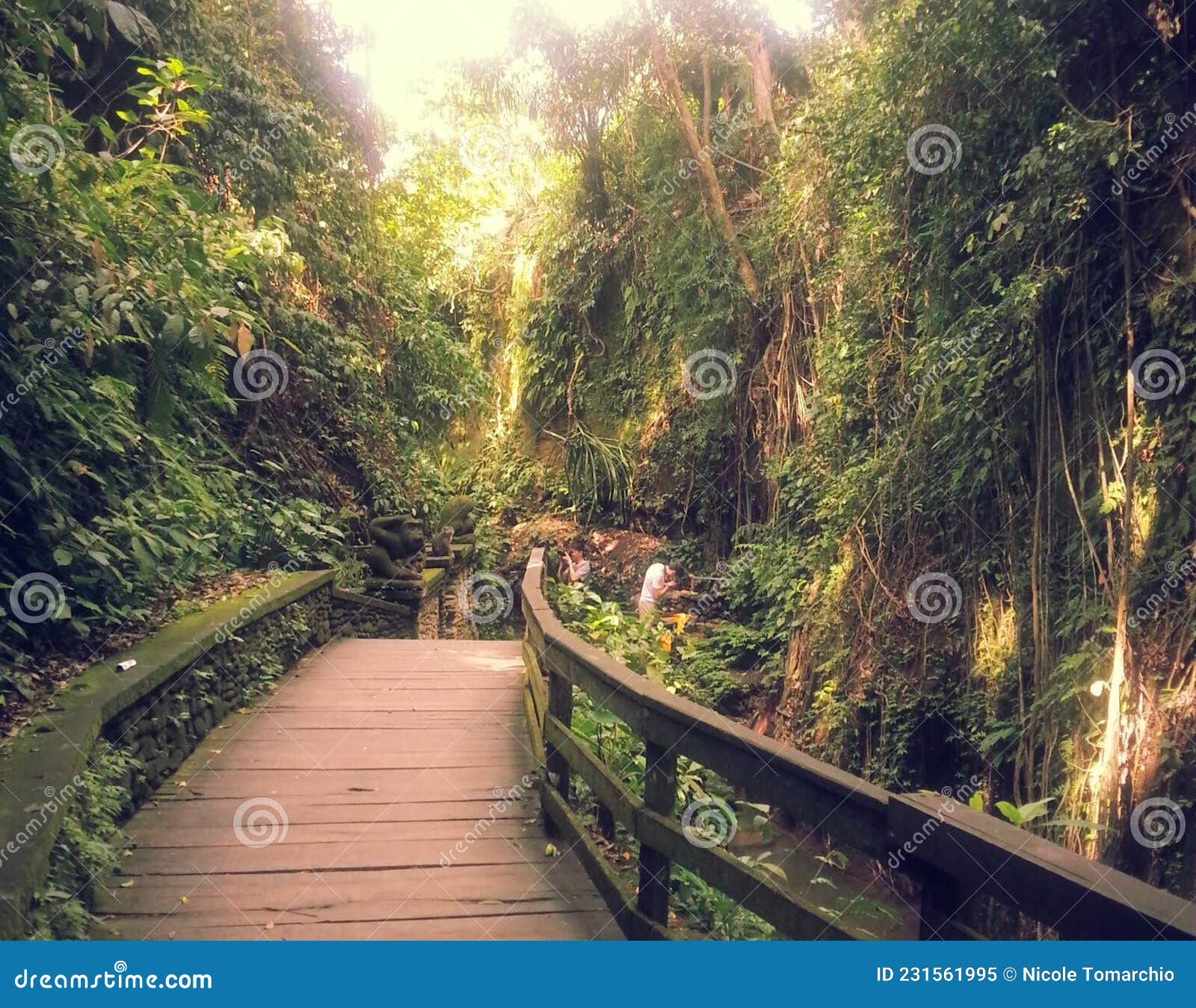 A Forrest walk stock image. Image of forrest, waterway - 231561995