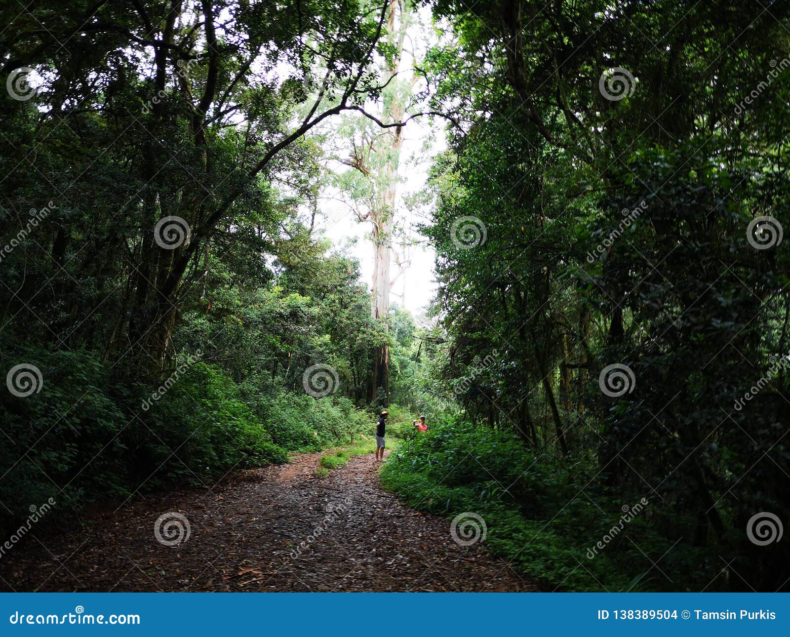 Forrest walk stock photo. Image of path, forrest, walk - 138389504