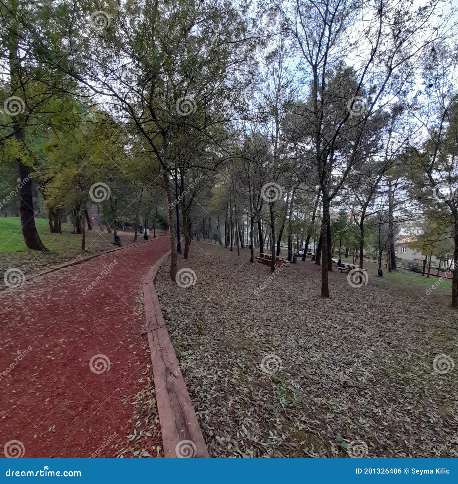 Forrest walking track stock photo. Image of waterway - 201326406
