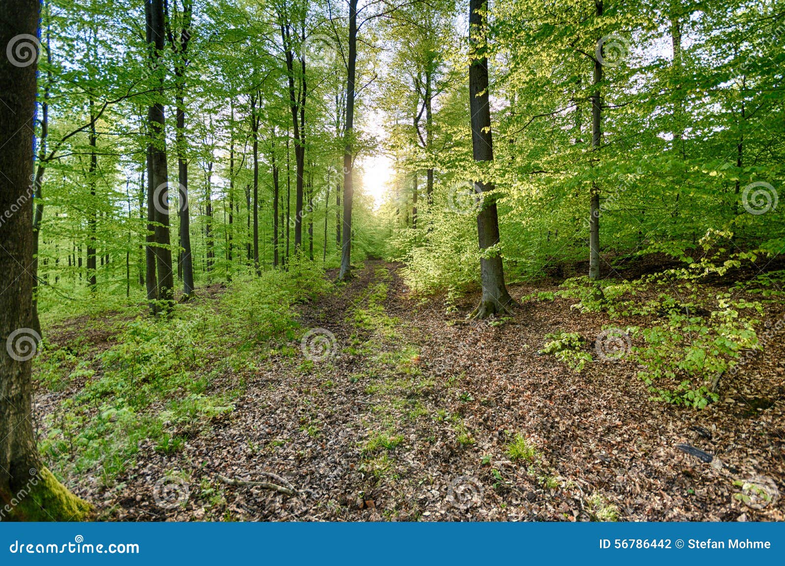 Forrest stock photo. Image of warm, color, forrest, forest - 56786442
