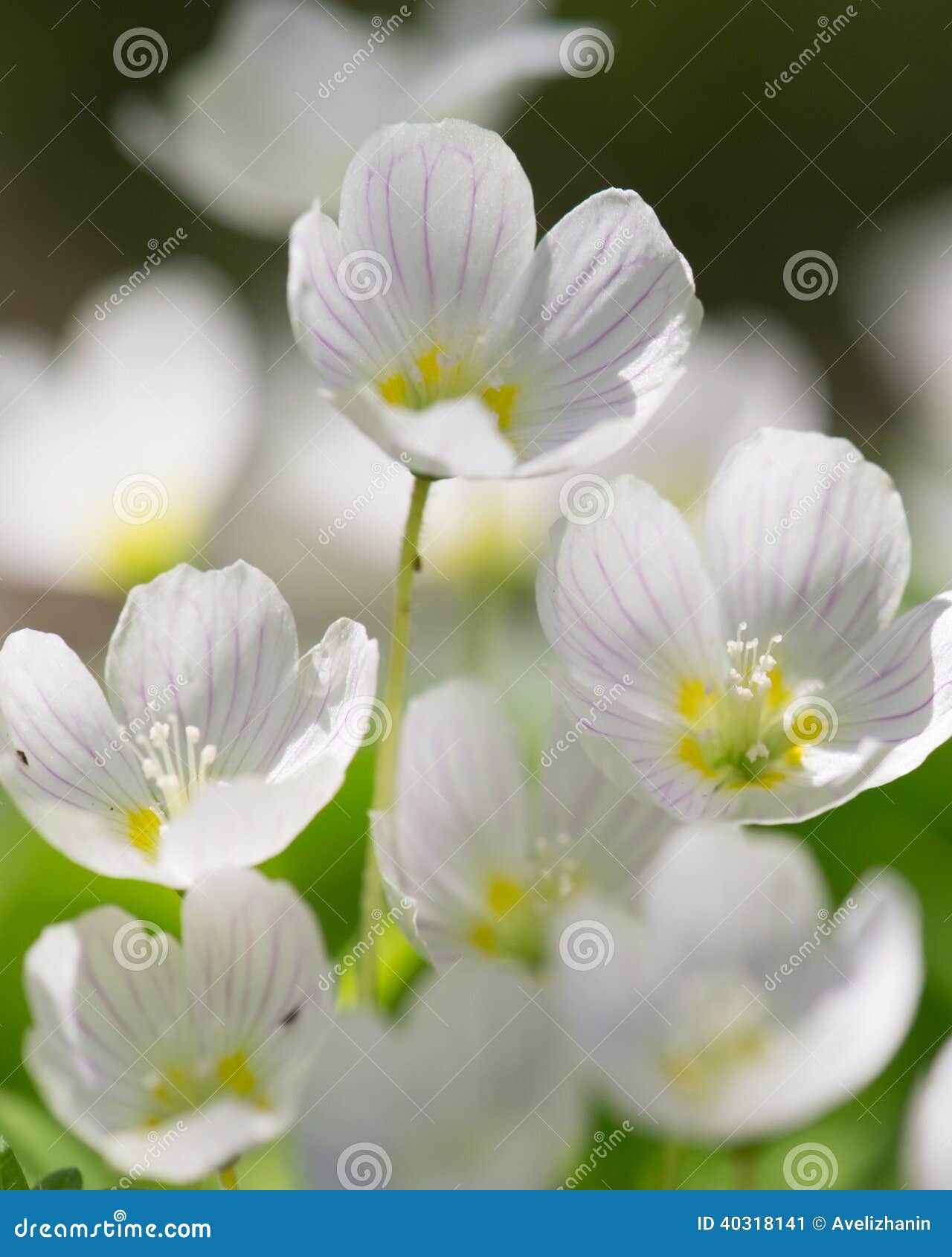 Forrest White Flowers Close Up Stock Image - Image of colored, sunny ...