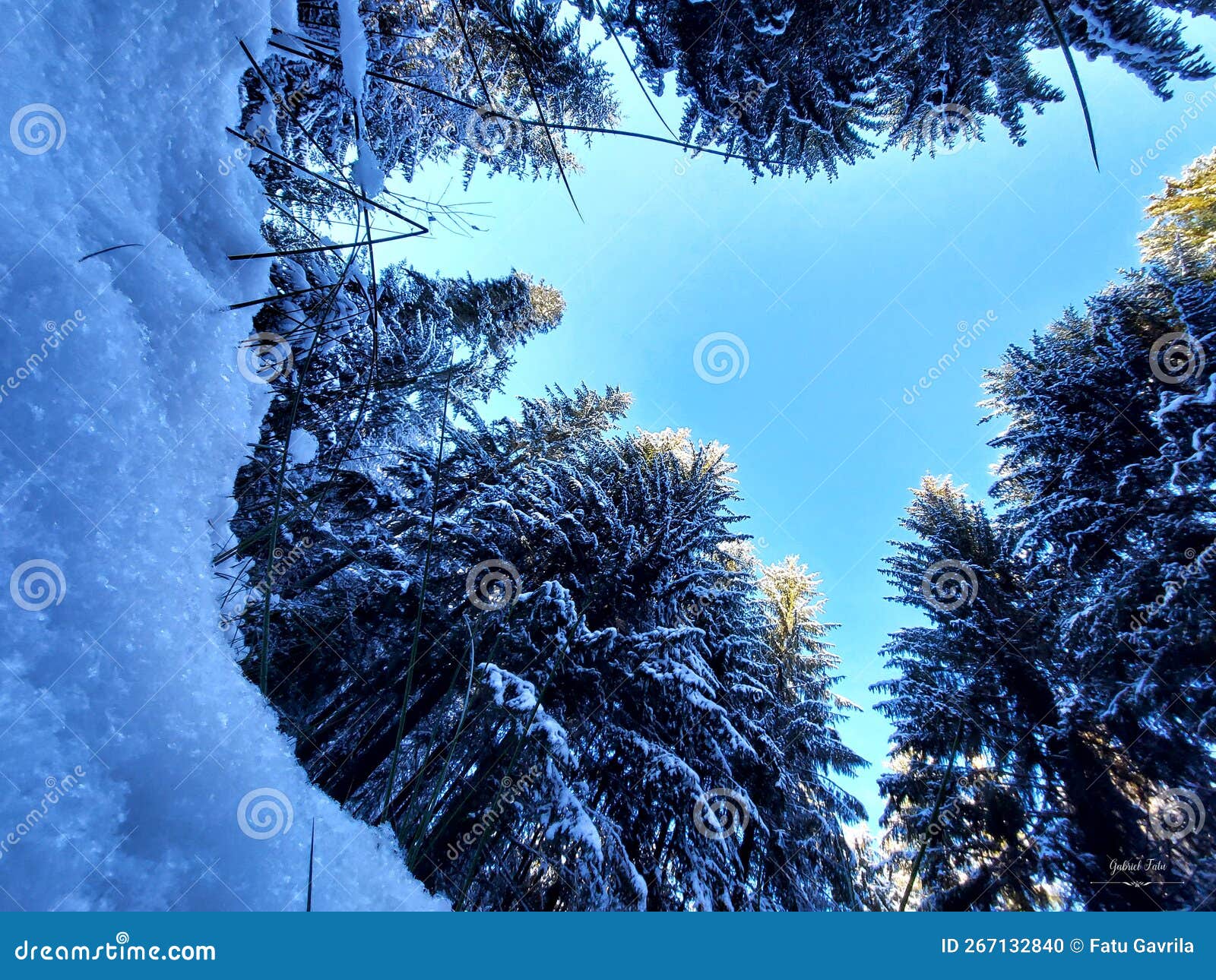 Forrest winter heart stock photo. Image of nature, reflection - 267132840