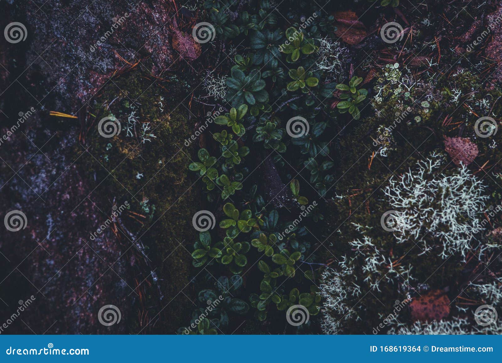 Forset floor in sweden stock photo. Image of wood, moss - 168619364