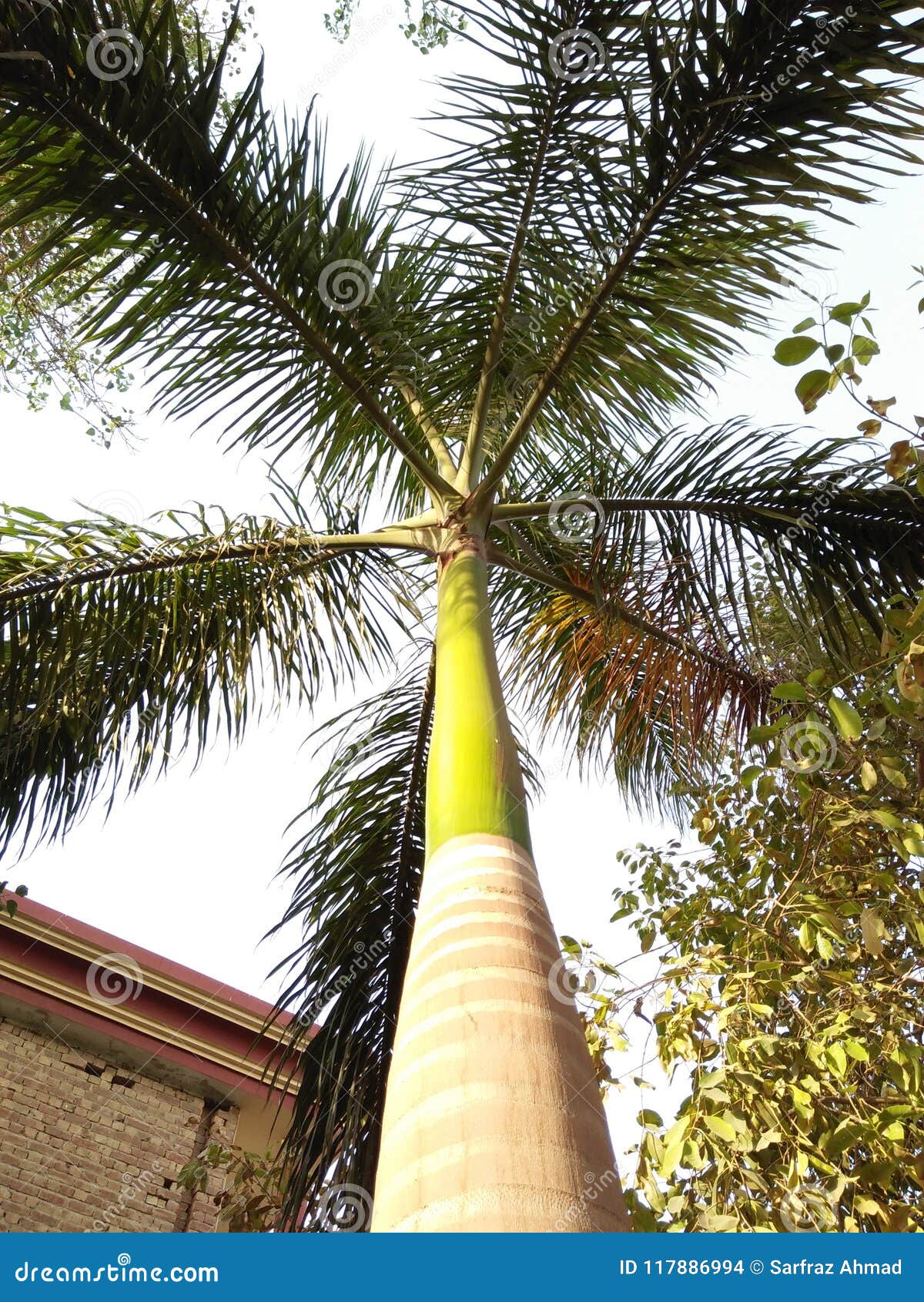 FORSTER DE /HOWEA DE LA PALMA DE KENTIA Foto de archivo - Imagen de ...