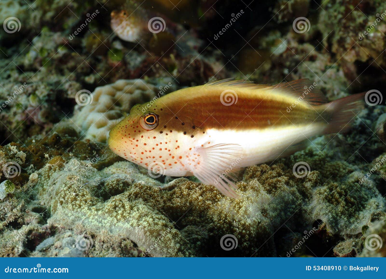 Forster S Hawkfish, Kapalai Island, Sabah Stock Photo - Image of ...