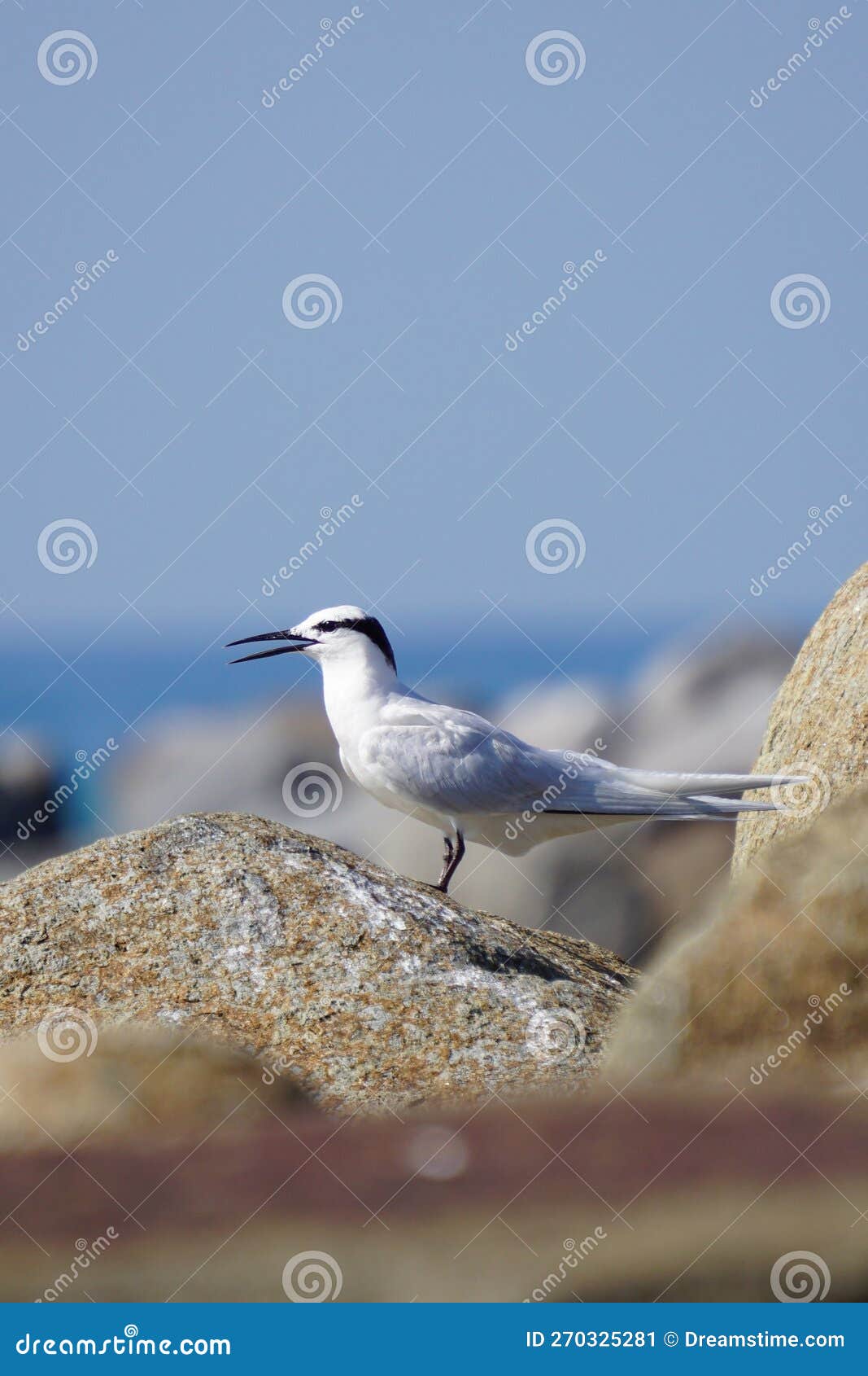Forster S Tern Bird on the Rock Stock Image - Image of native, forster ...