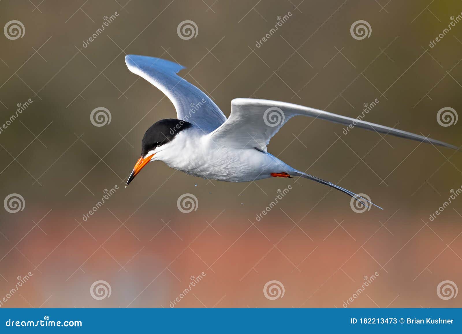 Forster`s Tern in Flight stock image. Image of flight - 182213473