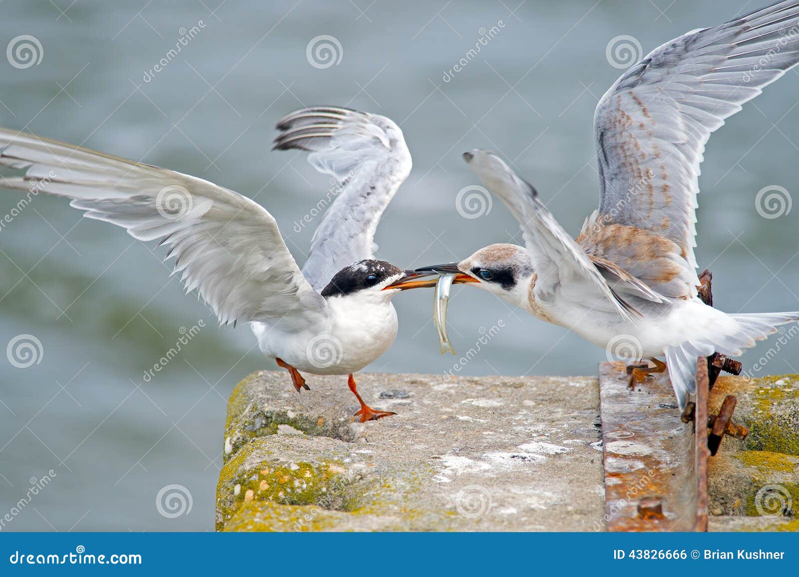 Forster s Tern s stock photo. Image of waterbird, adult - 43826666
