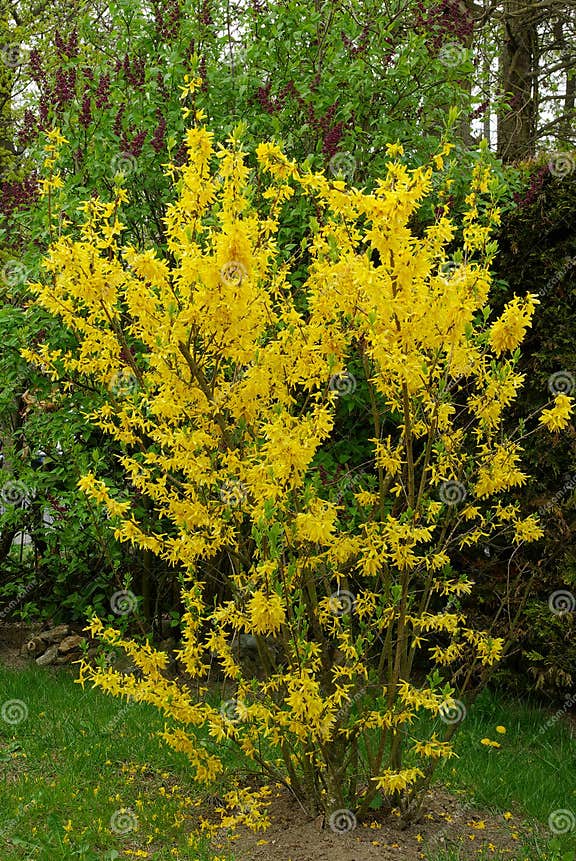Forsythia stock image. Image of yellow, season, color - 10004215