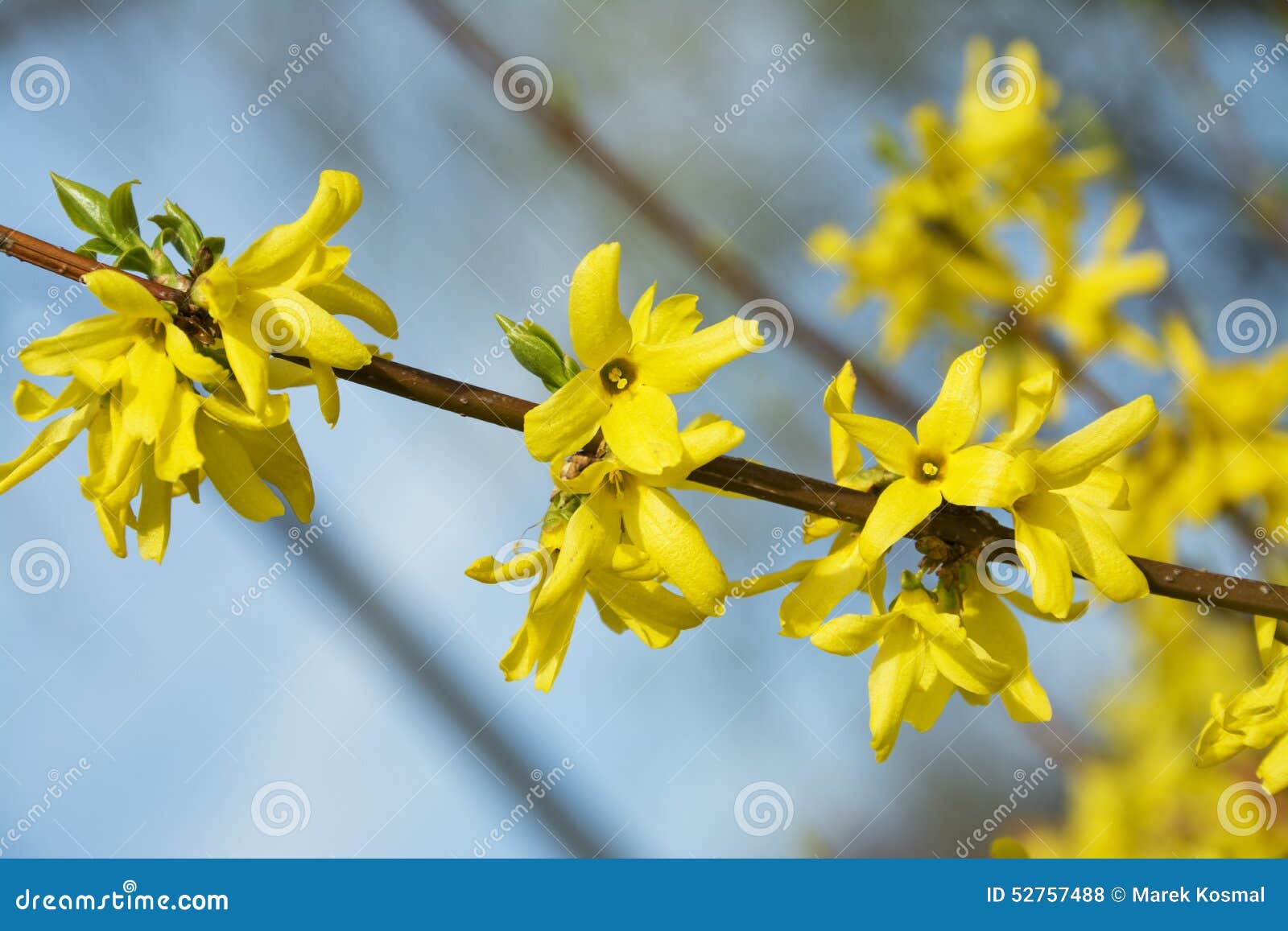 Forsythia, a Beautiful Spring Bush with Yellow Flowers Stock Photo ...