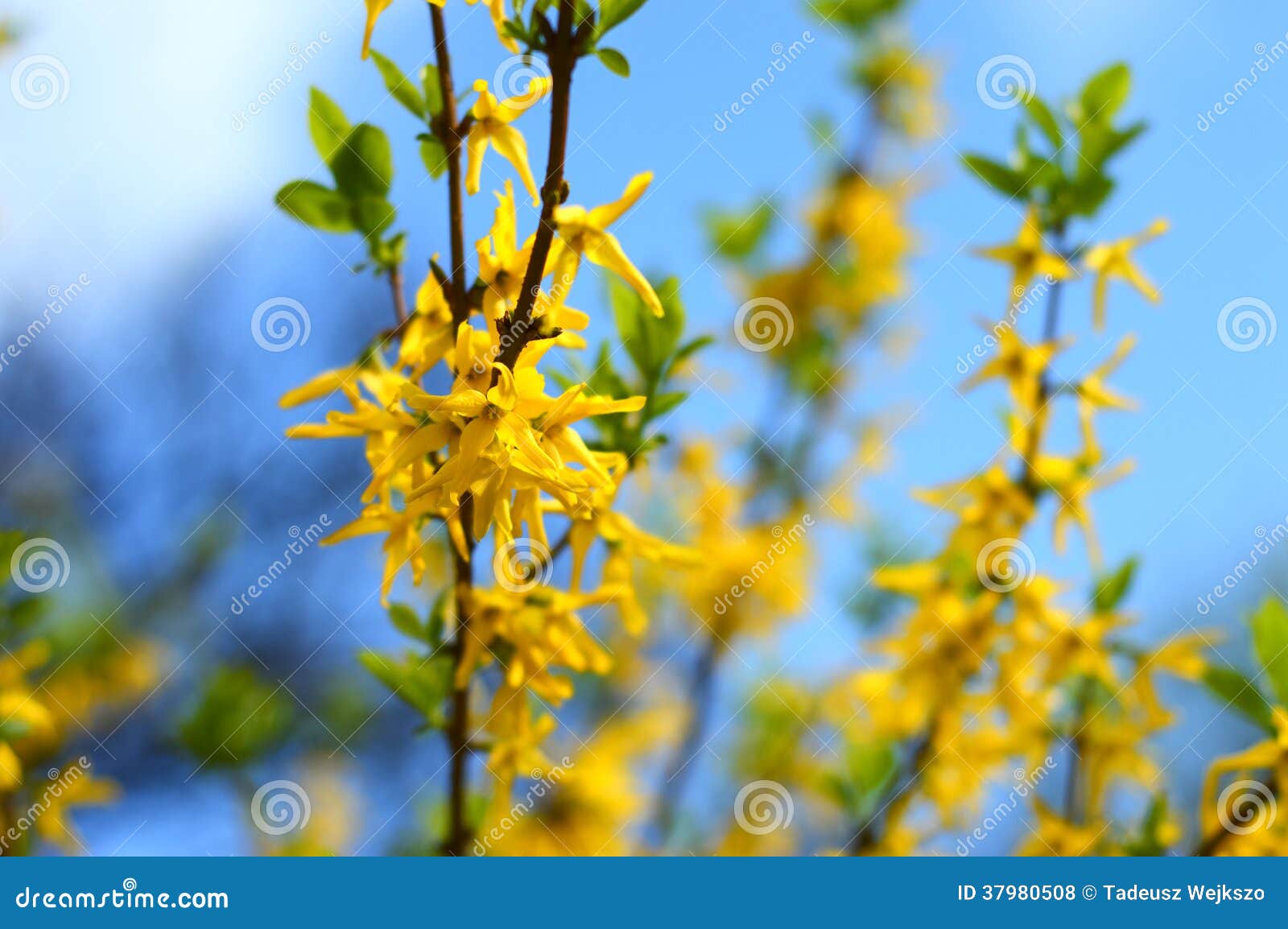 Forsythia in bloom stock photo. Image of blue, bloom - 37980508