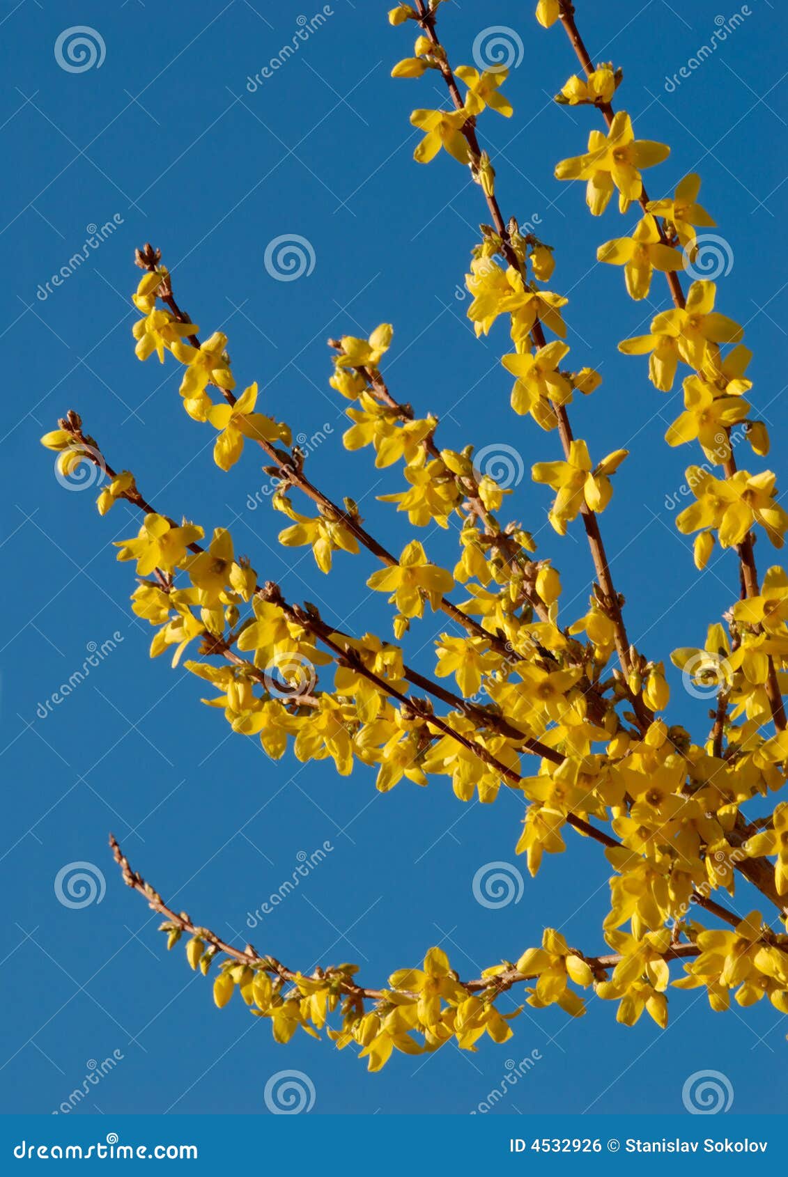 Forsythia in Bloom stock photo. Image of yellow, bush - 4532926