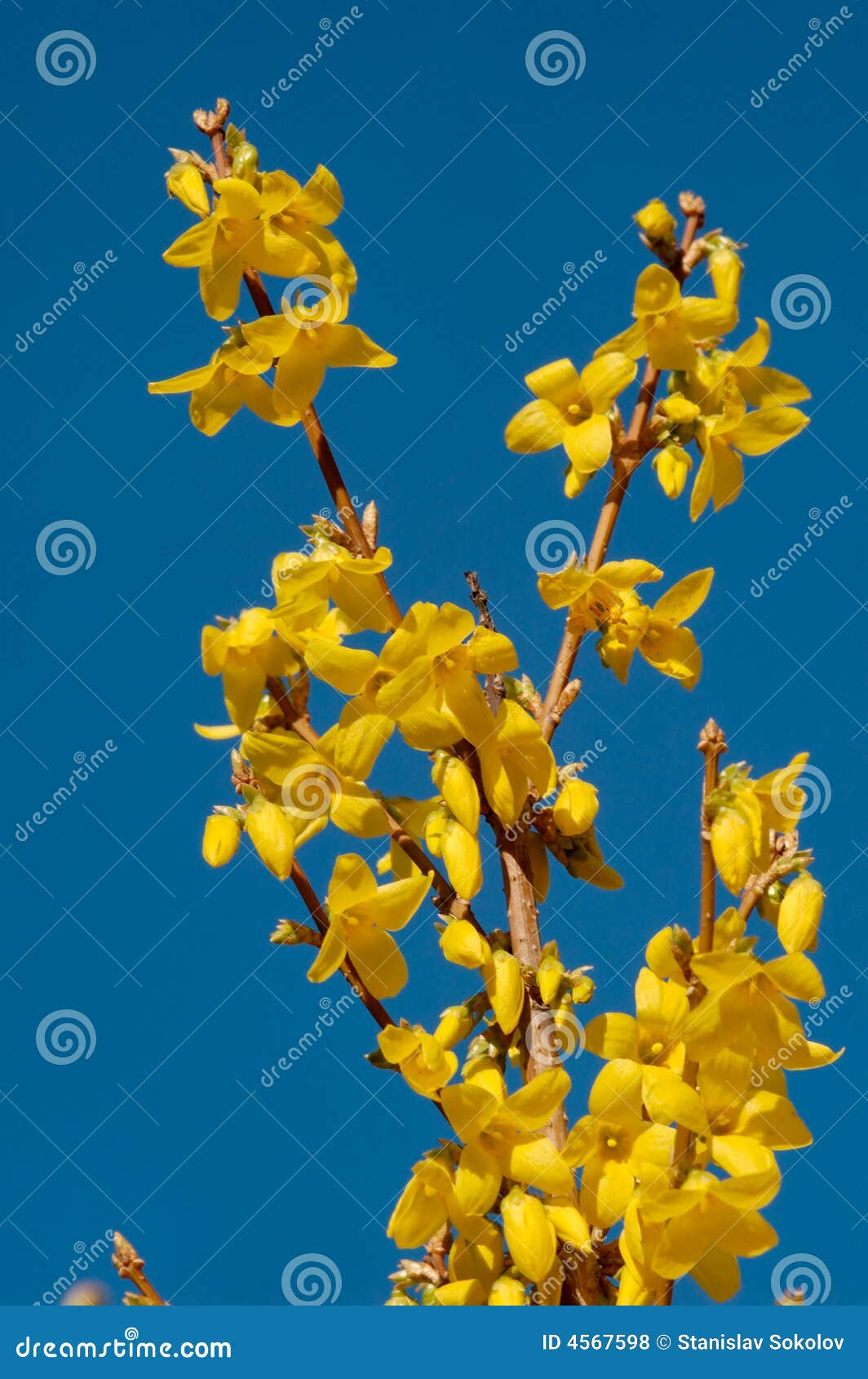 Forsythia in Bloom stock photo. Image of flower, clear - 4567598