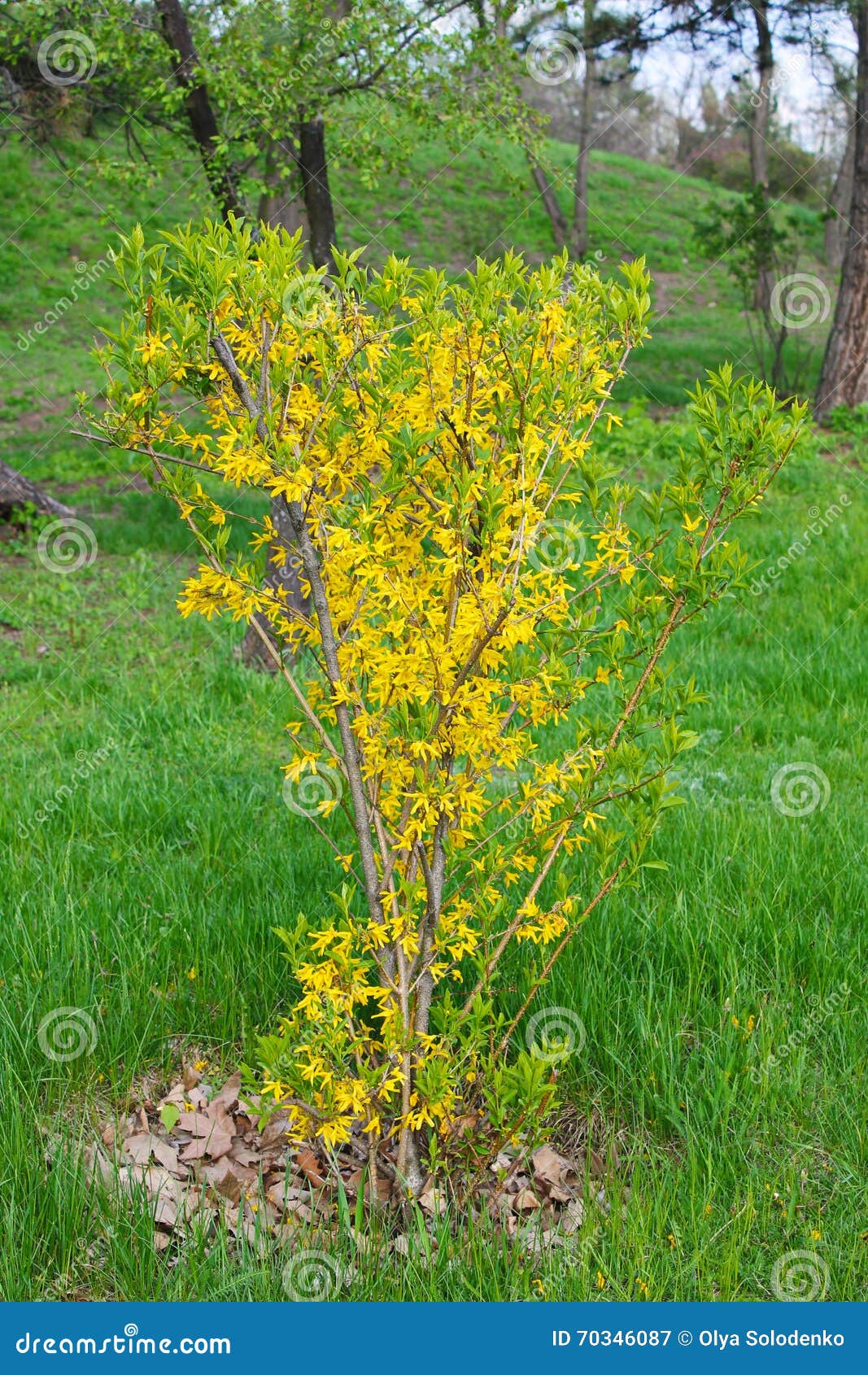 Forsythia in bloom stock image. Image of environment - 70346087