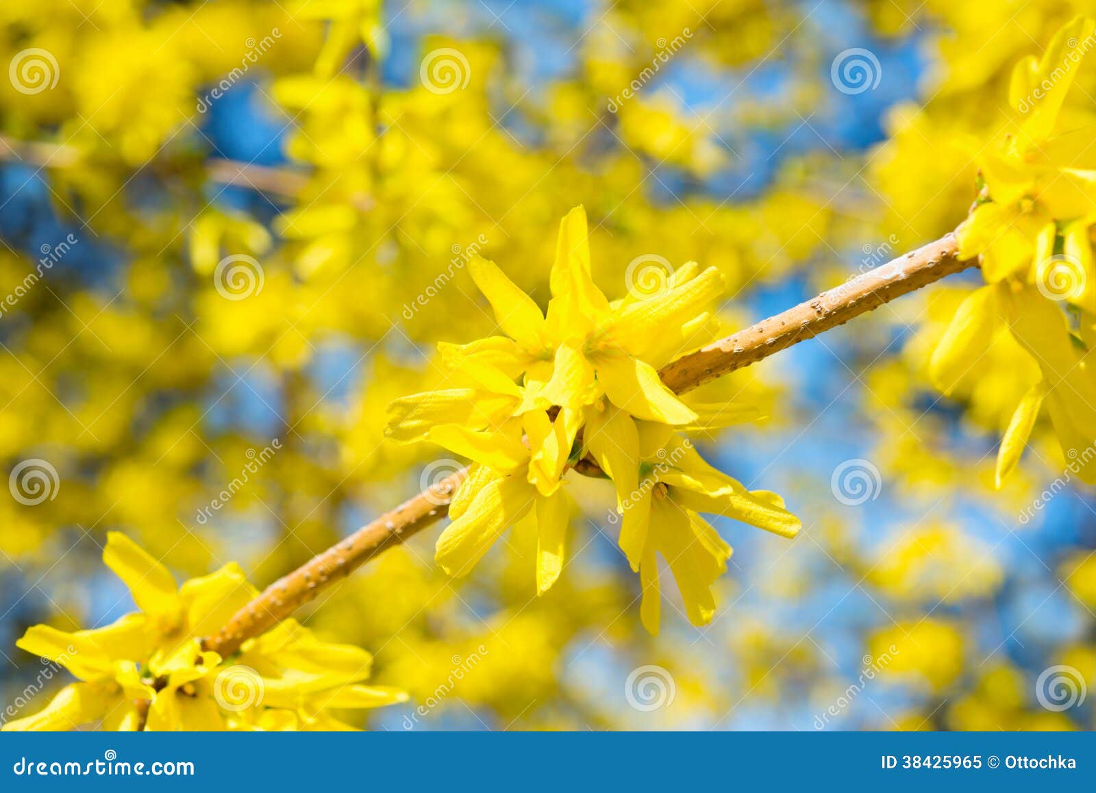 Forsythia branch in bloom stock image. Image of background - 38425965