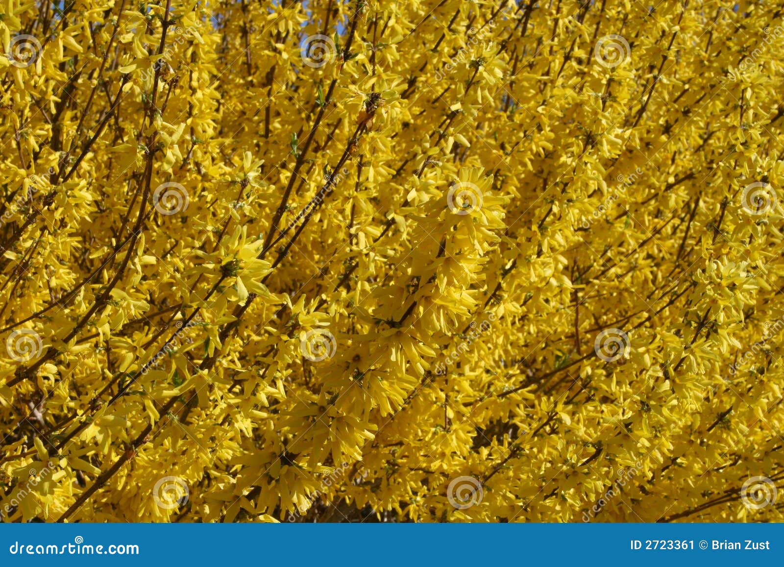 Forsythia Bush stock image. Image of spring, yellow, plants - 2723361