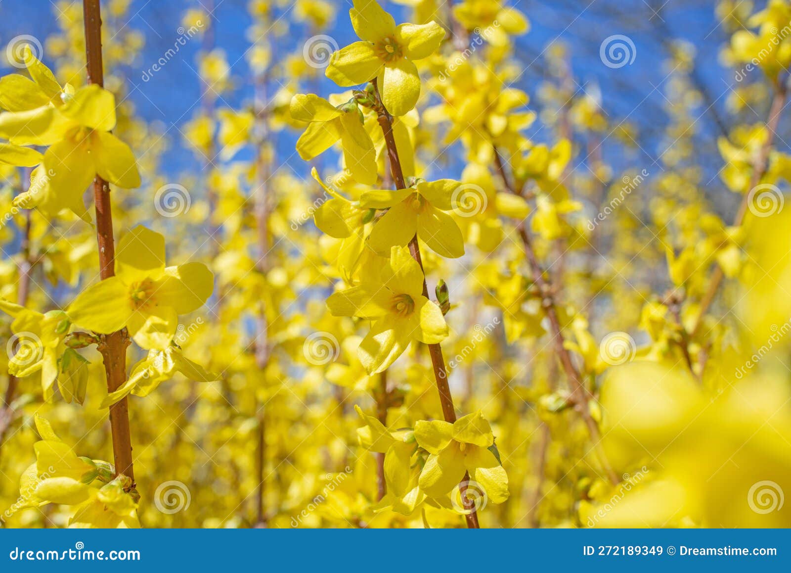 Yellow Forsythia Bush Blossom in Spring Stock Image - Image of ...