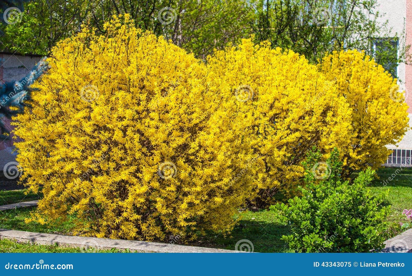 Forsythia bushes stock image. Image of branch, background - 43343075