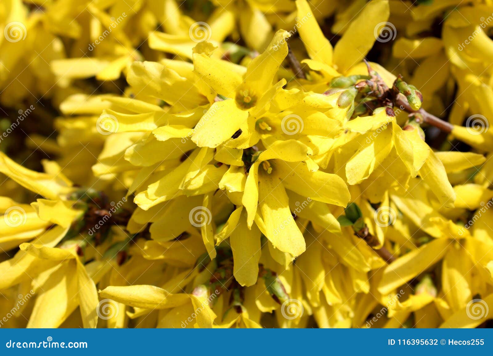 Forsythia or Easter Tree Bright Yellow Flowers Stock Photo - Image of ...