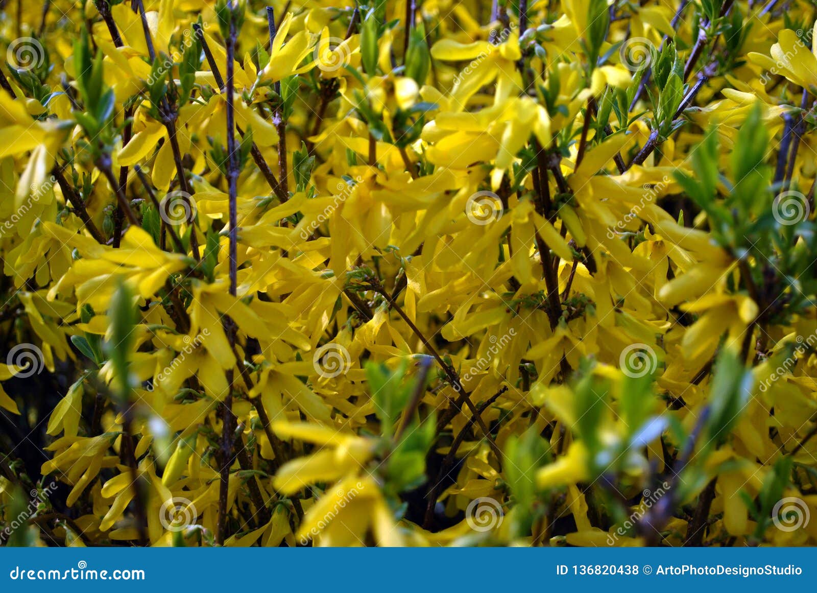 Forsythia Easter Tree Bush Blossom, Close Up Detail Stock Photo - Image ...