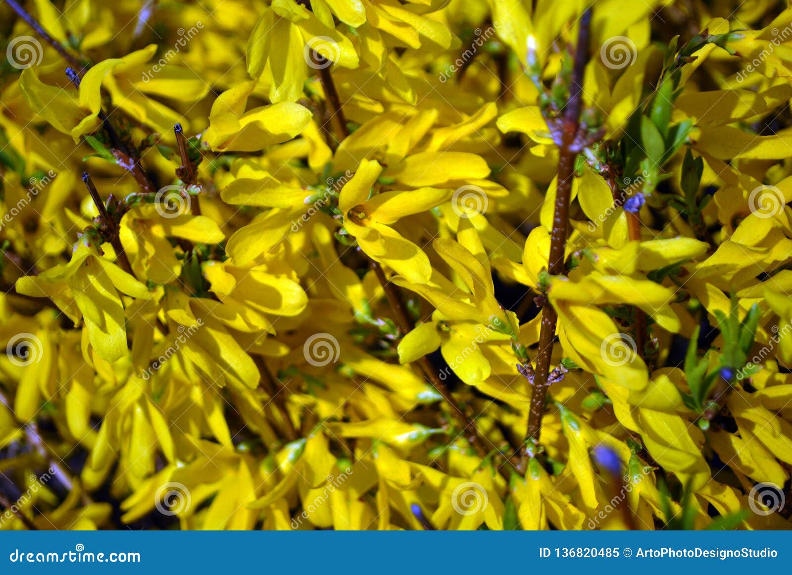 Forsythia Easter Tree Bush Blossom, Close Up Detail, Natural Texture ...