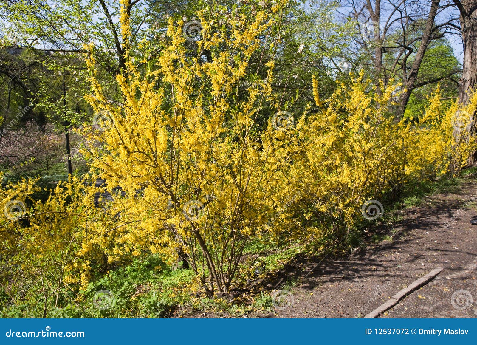 Forsythia in Een De Lentetuin Stock Foto - Image of buiten, struik ...