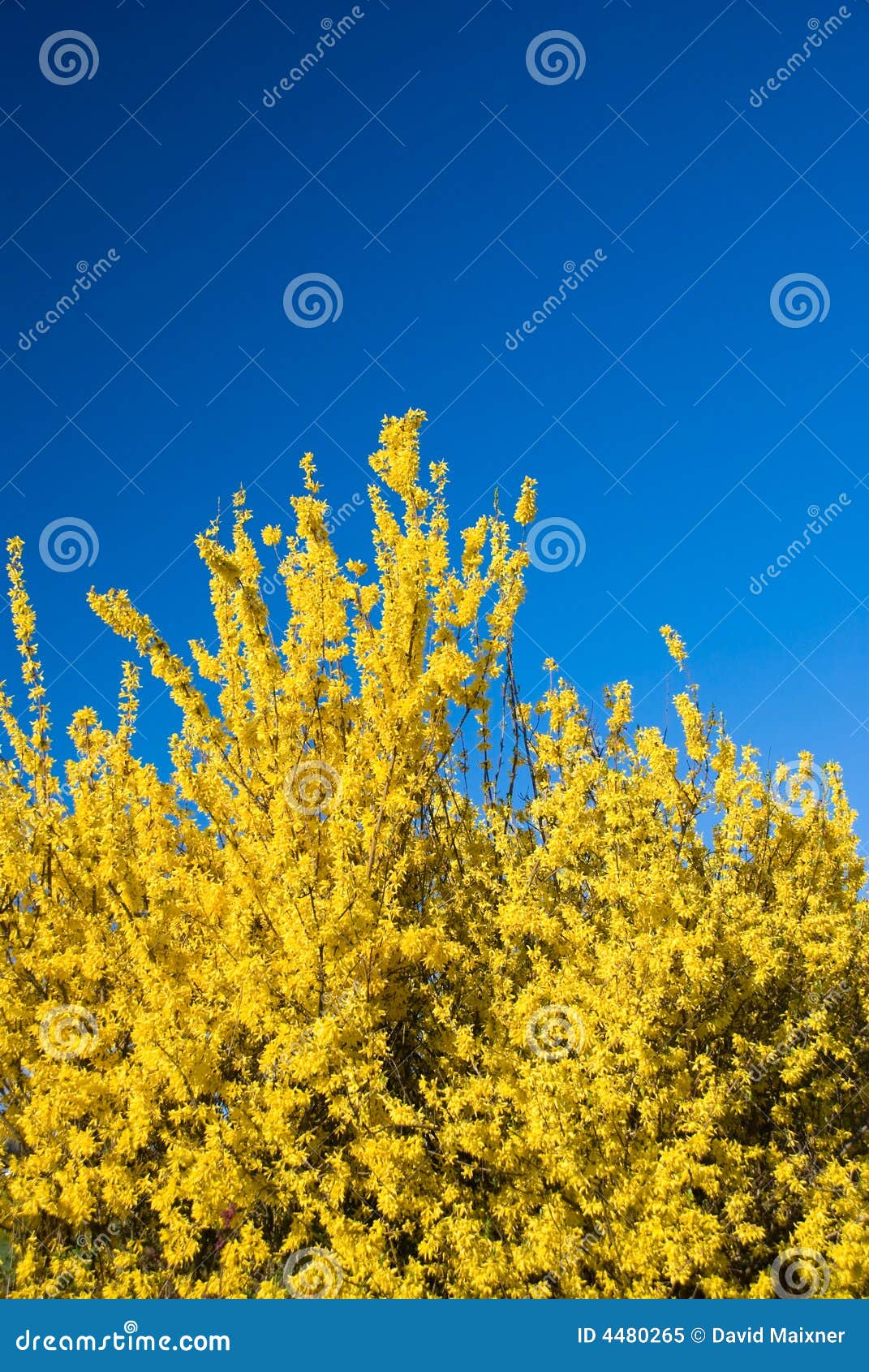 Forsythia Flowers and Blue Sky in Spring Stock Image - Image of blossom ...