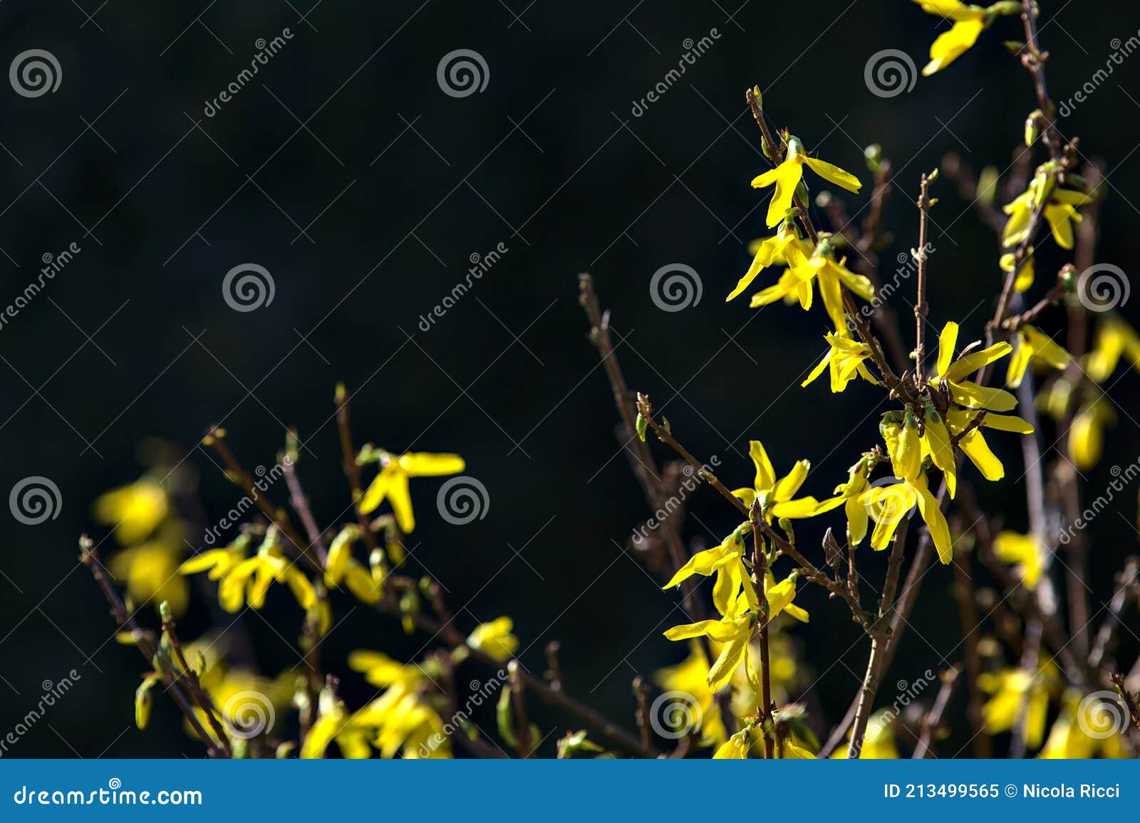 Forsythia Plant in Bloom in Early Spring Stock Image - Image of ...