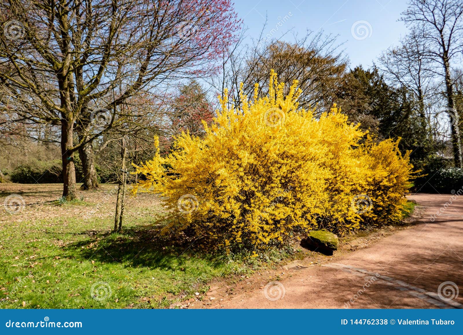 Forsythia Plant in Bloom by Spring Stock Photo - Image of field ...