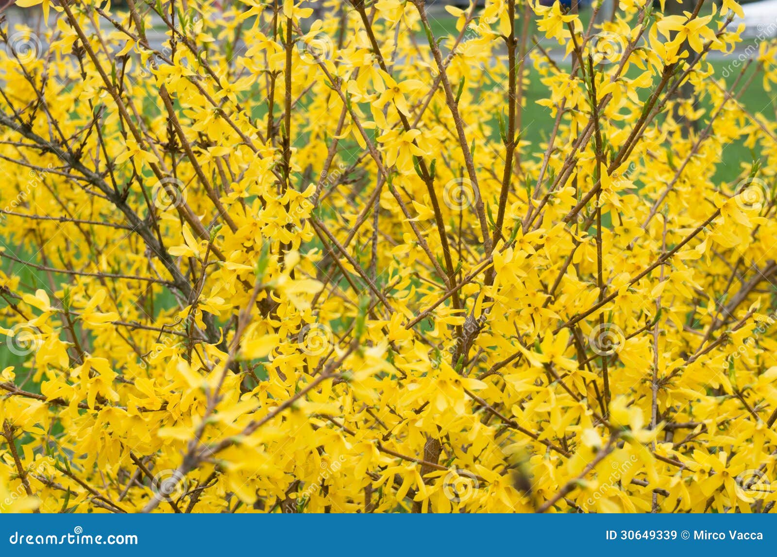 Forsythia plant stock image. Image of season, environment - 30649339