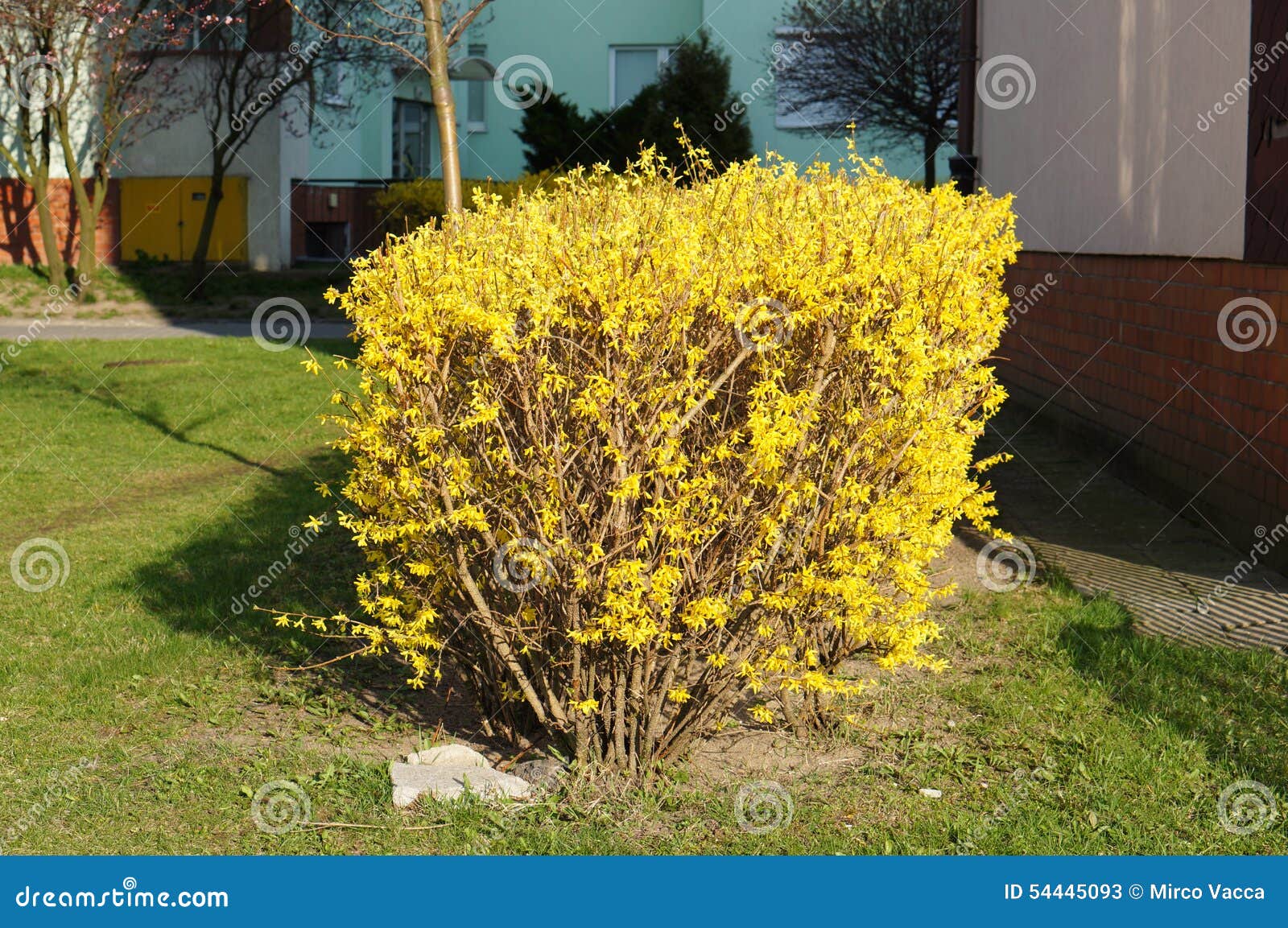 Forsythia shrub stock image. Image of yellow, shrub, bush - 54445093