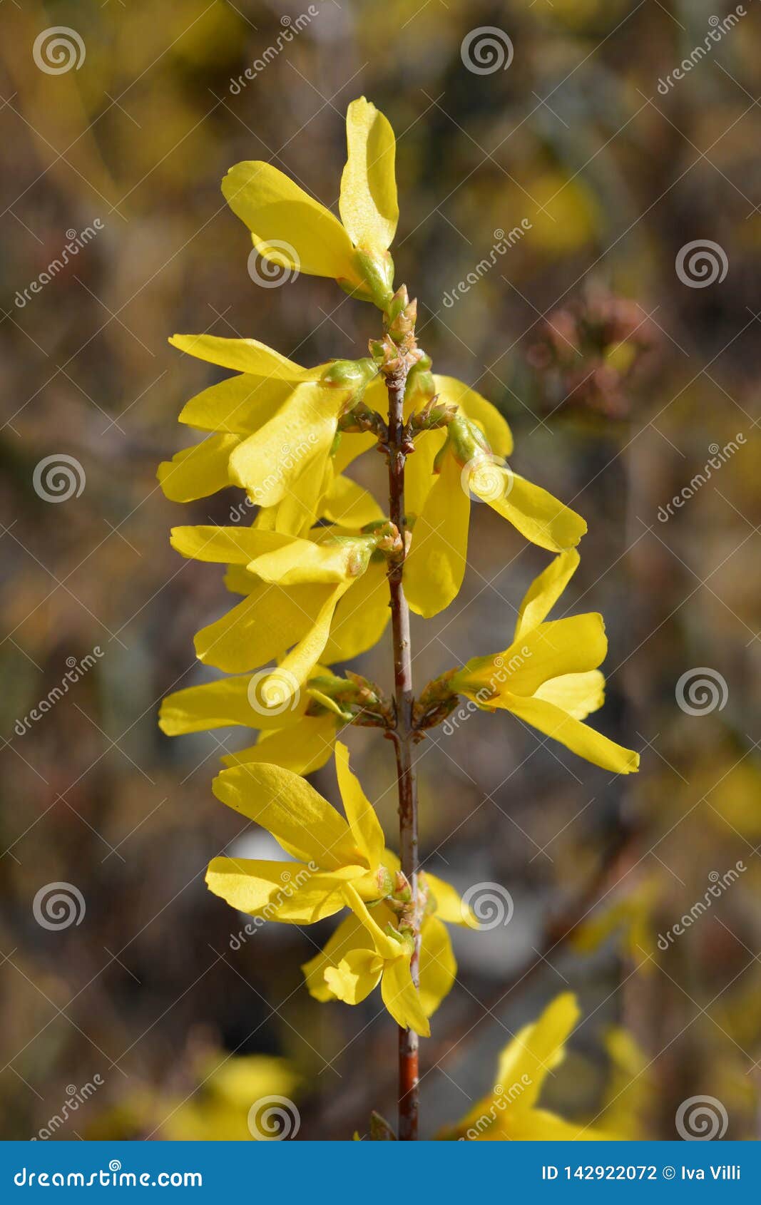 Forsythia Spectabilis stock photo. Image of yellow, golden - 142922072