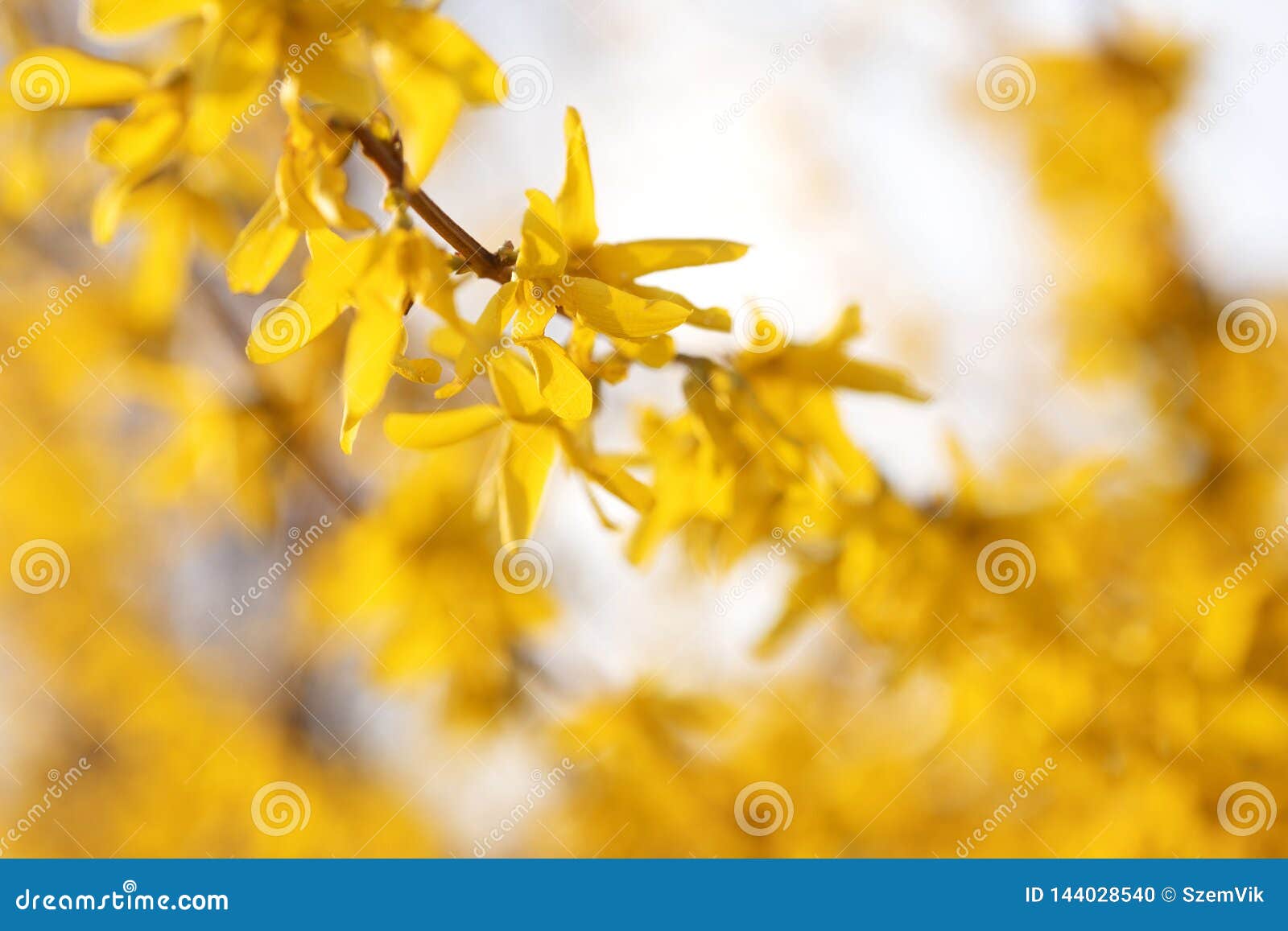 Forsythia in the Sunny Early Spring Garden Stock Photo - Image of focus ...
