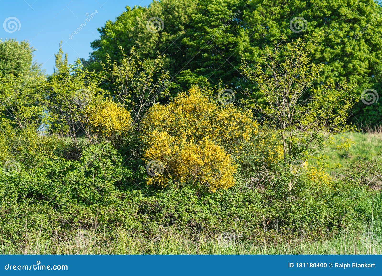 Forsythia Surrounded by Green Bushes on the Field Edge. Stock Photo ...
