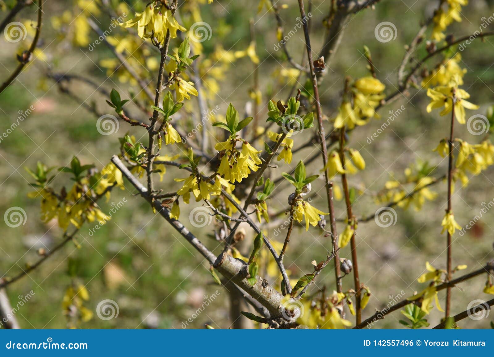 Forsythia stock photo. Image of bush, early, japan, blue - 142557496