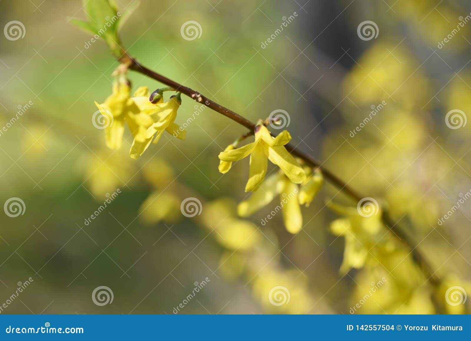 Forsythia stock photo. Image of bush, close, green, floral - 142557504