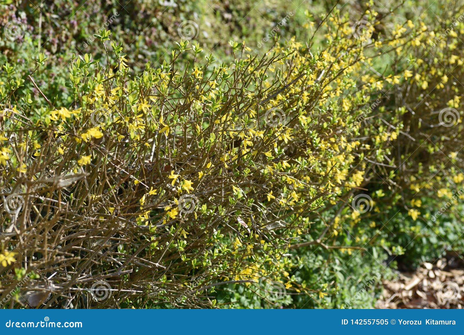 Forsythia stock image. Image of bush, spring, bloom - 142557505