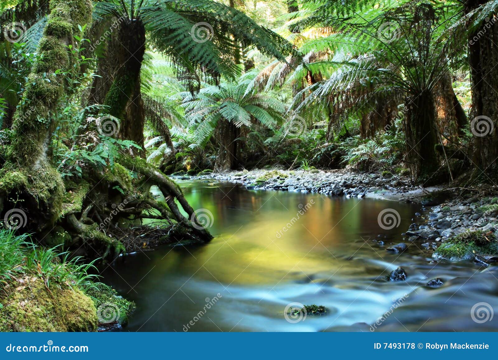 Forêt Humide Photos libres de droits - Image: 7493178