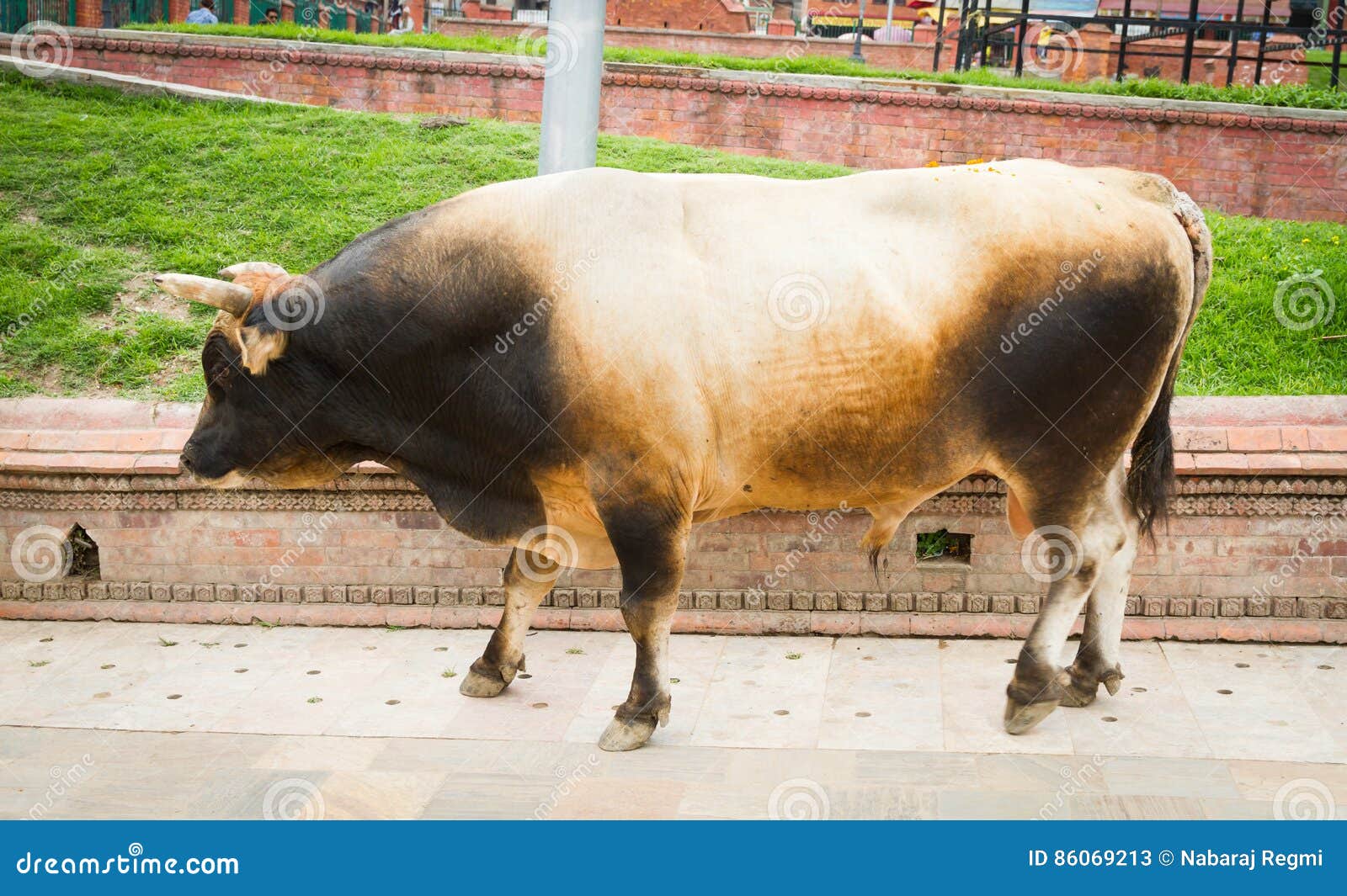 Forte Toro Nepalese Molto Grande Immagine Stock - Immagine di fumetto ...