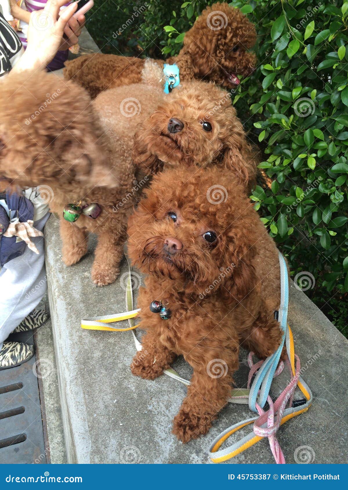 Forth puddle dogs stock image. Image of dogs, puddle - 45753387