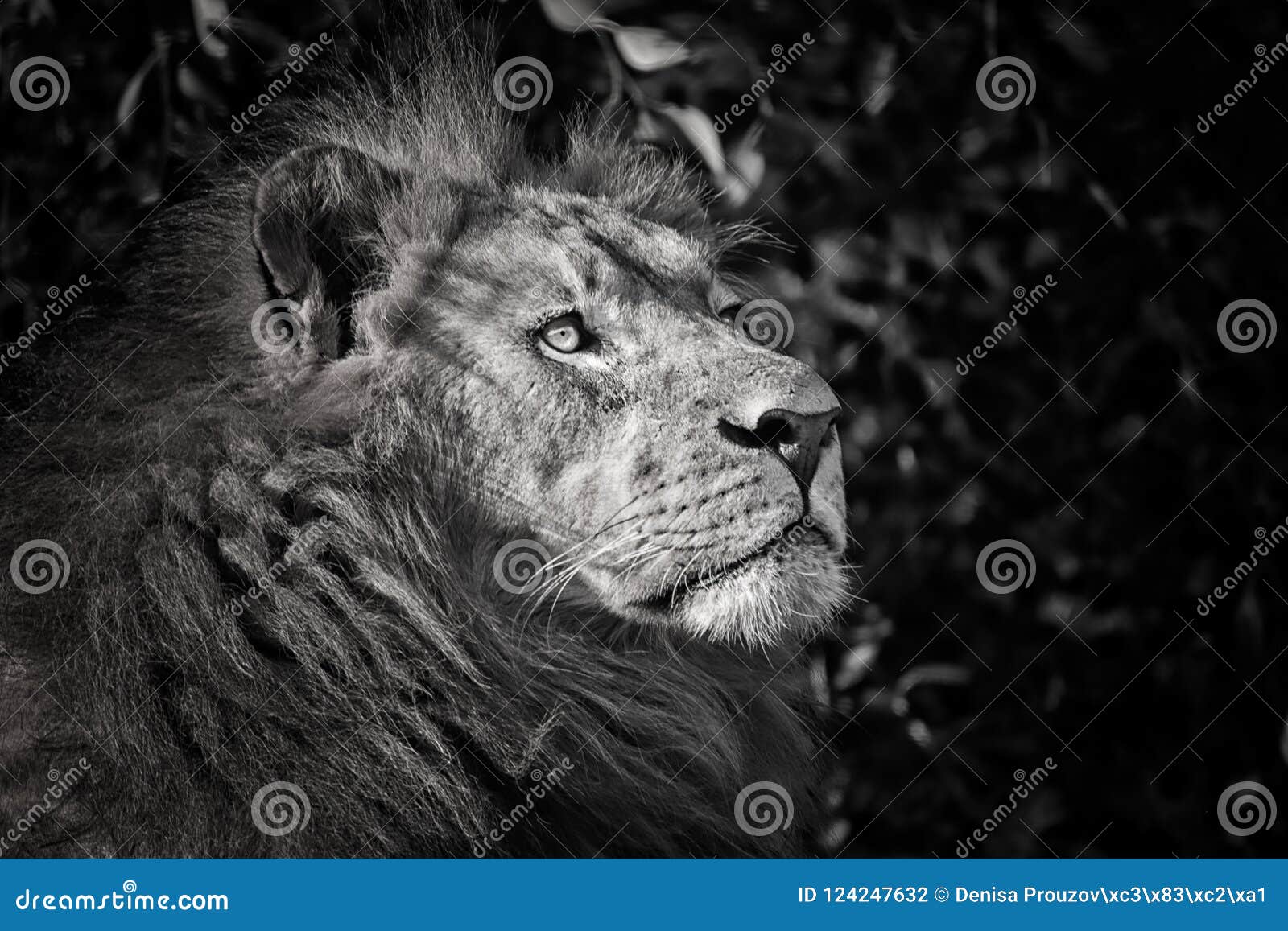 Forti Colori Del Leone in Bianco E Nero Fotografia Stock - Immagine di ...