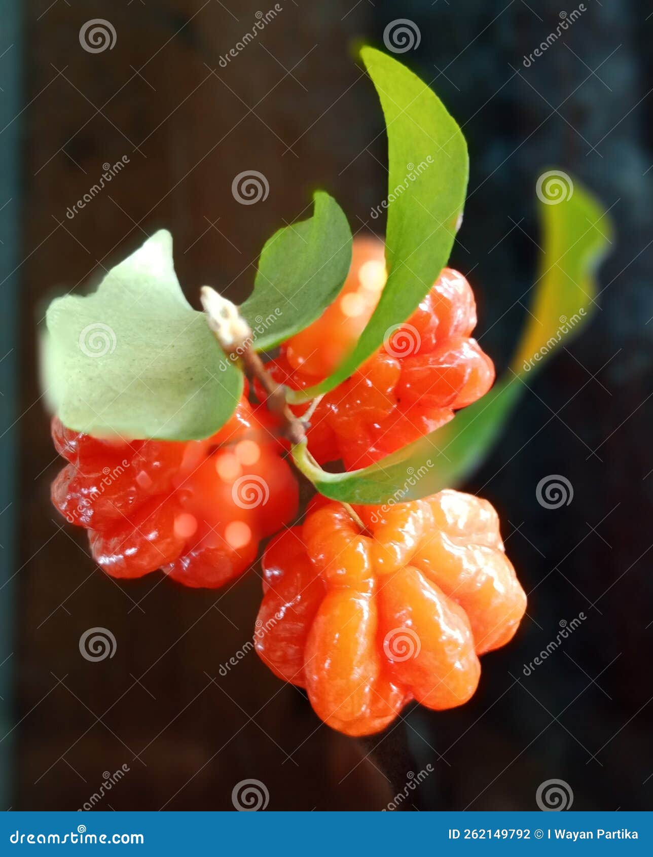 Fortune fruit stock photo. Image of fruit, sweet, tastes - 262149792