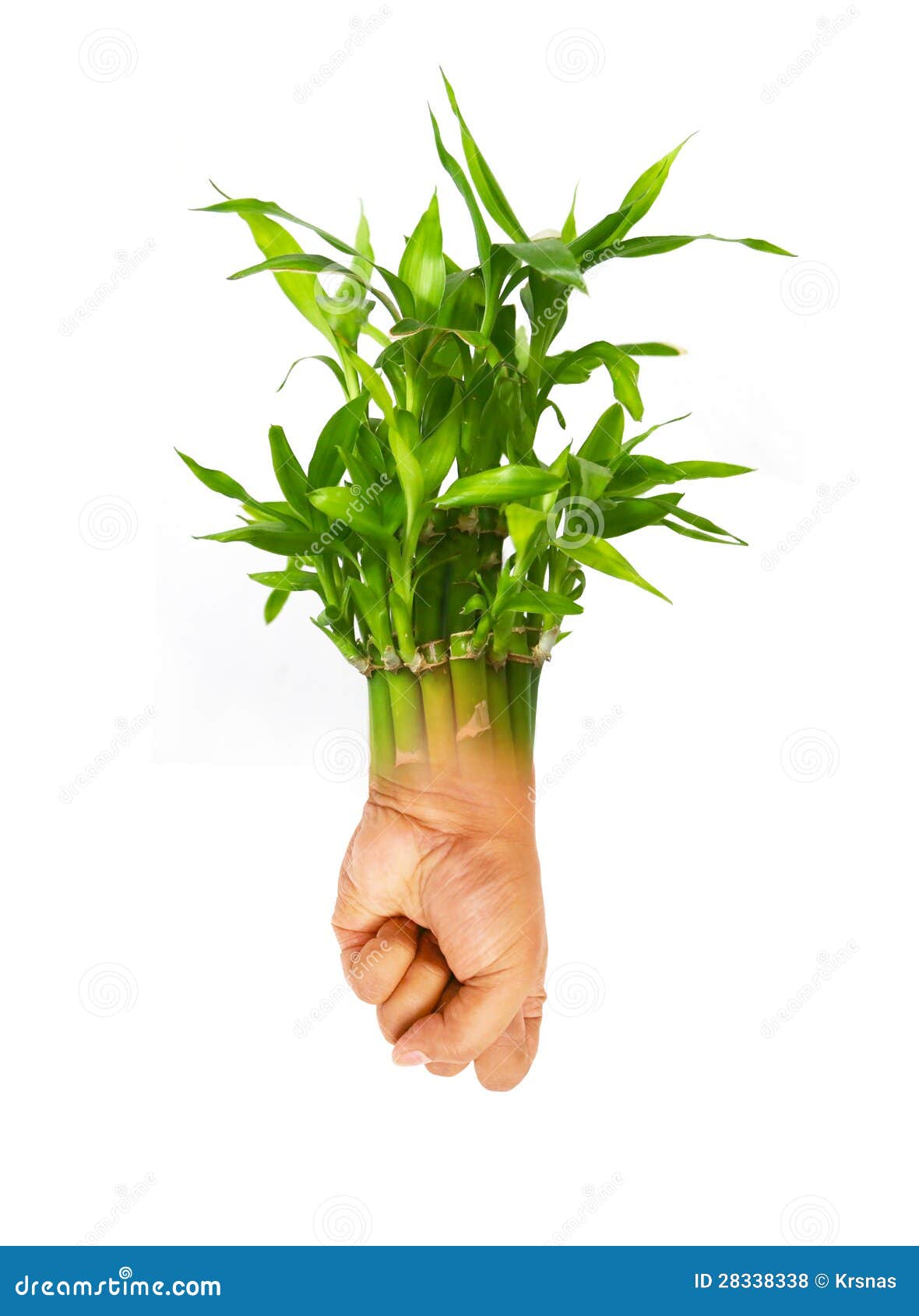 Fortune Plant Sapling with Human Hand As Roots Stock Photo - Image of ...