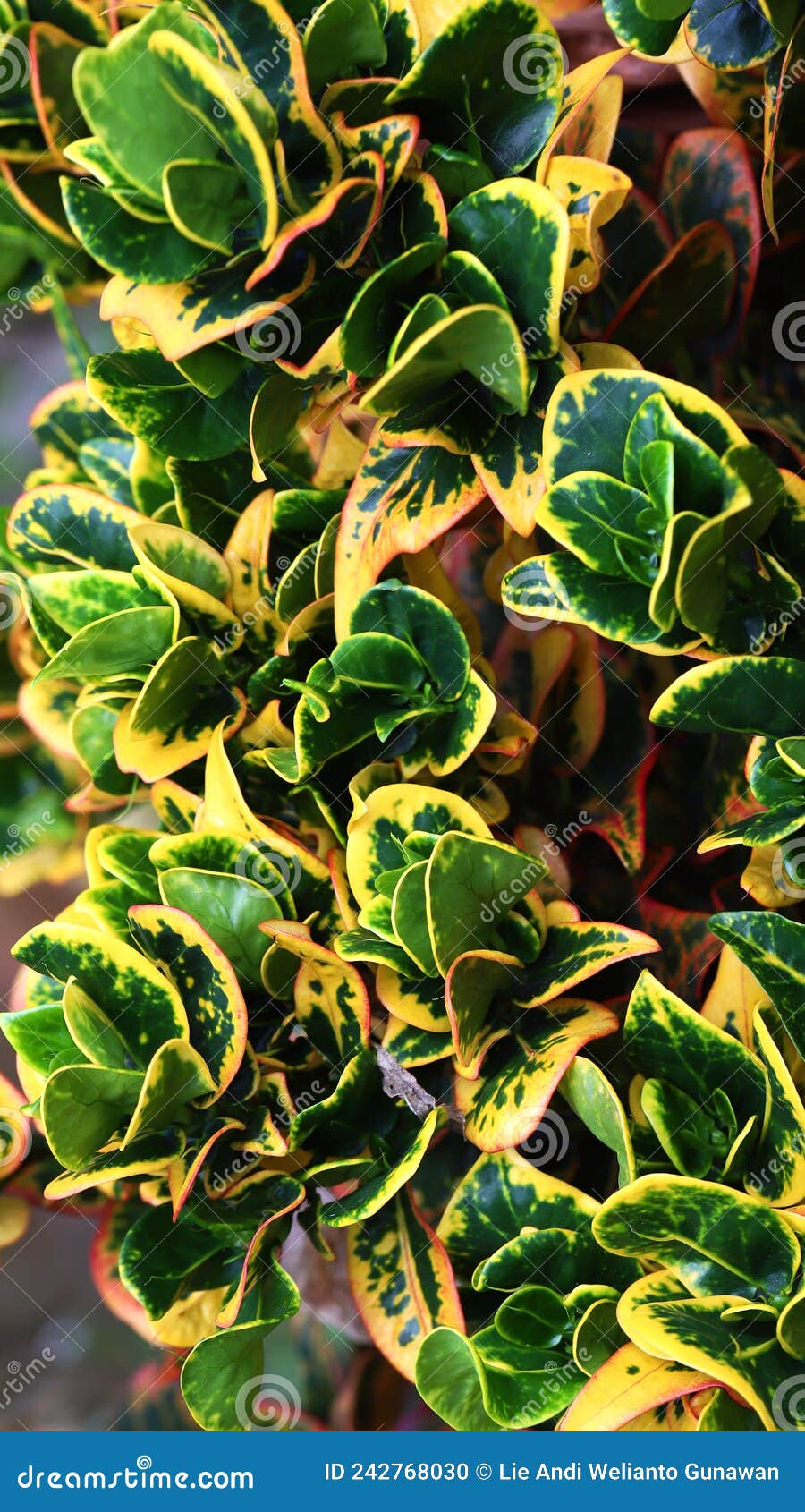 Fortune Spindle Leaves Plant Stock Photo - Image of autumn, produce ...