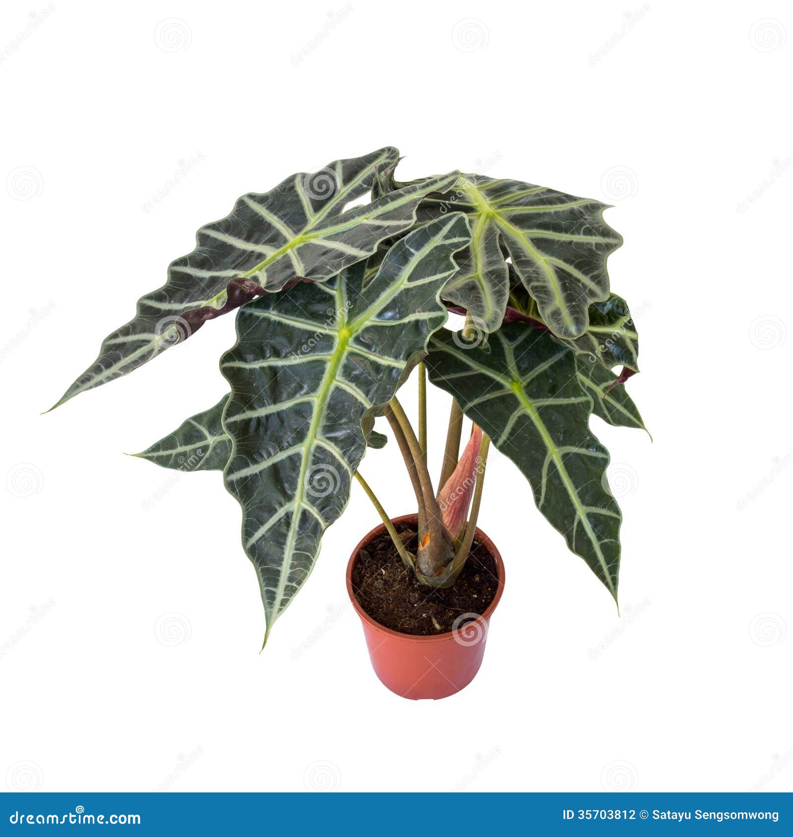 Nephthytis' Beautiful Leaves (Syngonium Podophyllum Cv 'White Butterfly ...