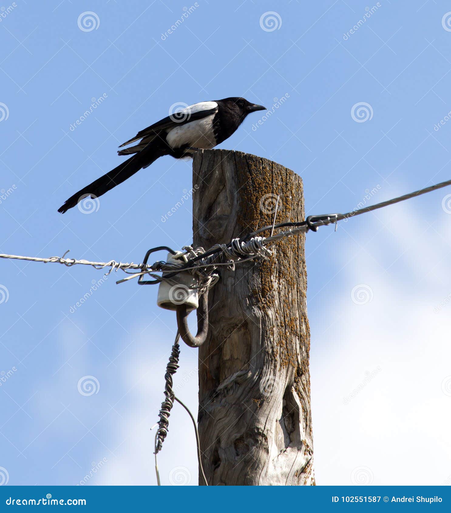 Forty birds on a pole stock image. Image of pica, wild - 102551587