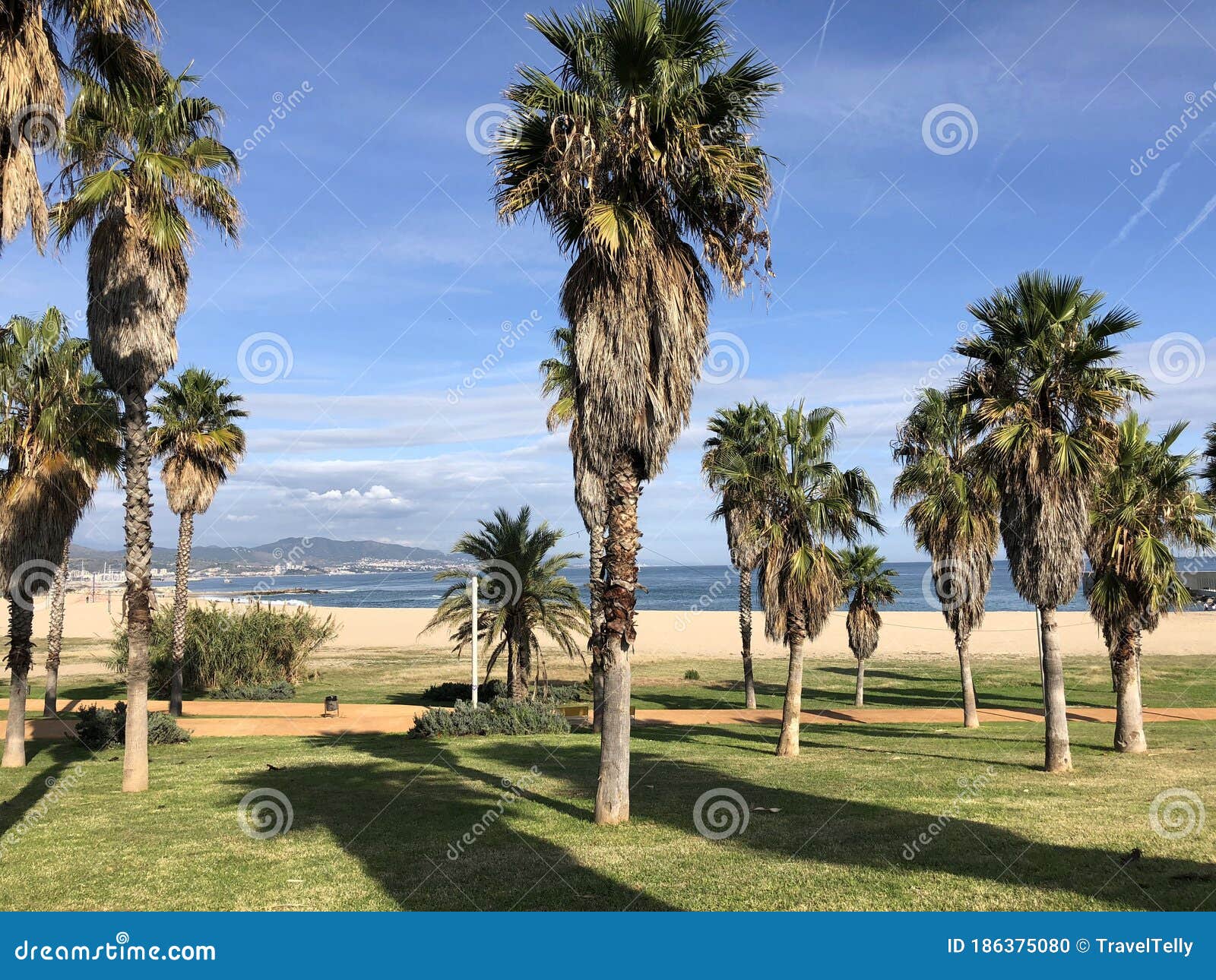 Forum beach in Barcelona stock photo. Image of palm - 186375080