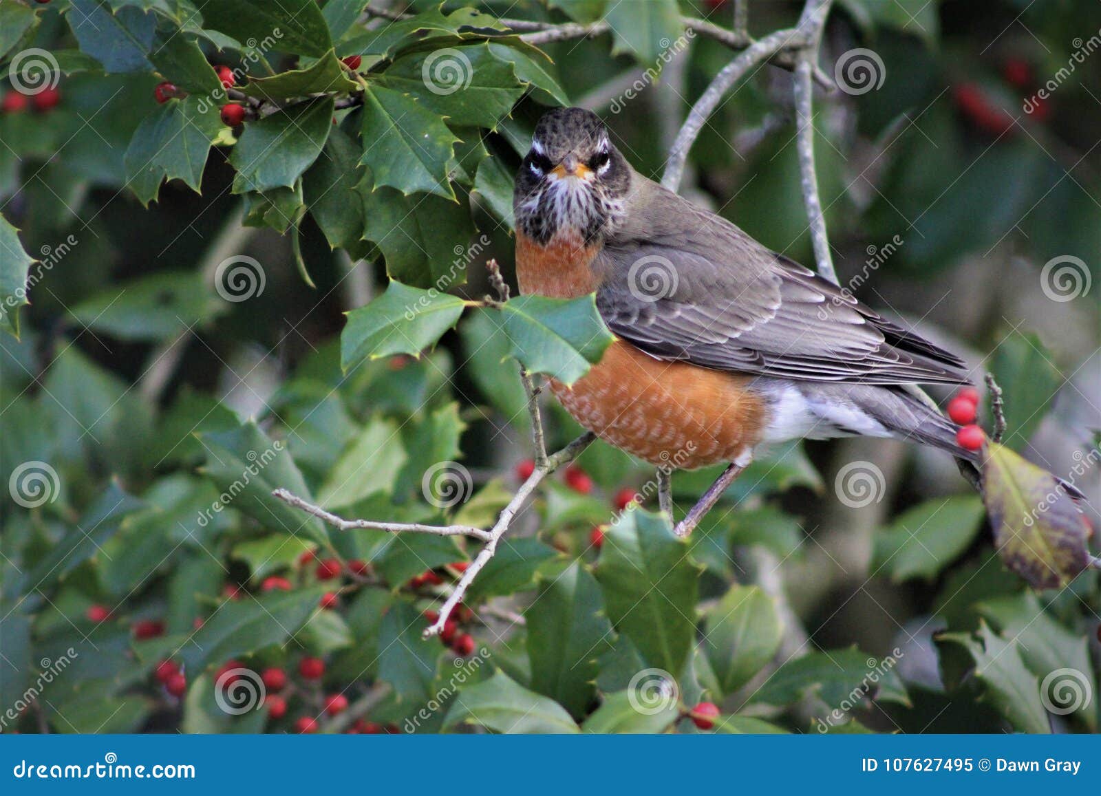 Forward-facing American Robin Stock Image - Image of berries, sitting ...